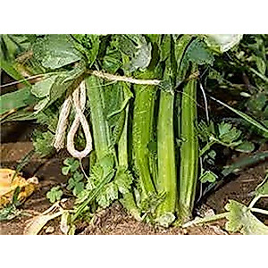 Celery Seed, Tendercrisp, 25 Seeds, Heirloom, Non GMO, for Gardening