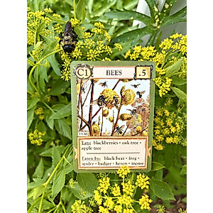 Montrose Biology Ecologies Card Game - Use Science to Build Food Webs in 7 Biomes - Beautiful Vintage Nature Art for The Classroom or Game Night