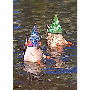 Designer Greetings Two Ducks Wearing Party Hats on Tail Feathers Funny/Humorous Birthday Card