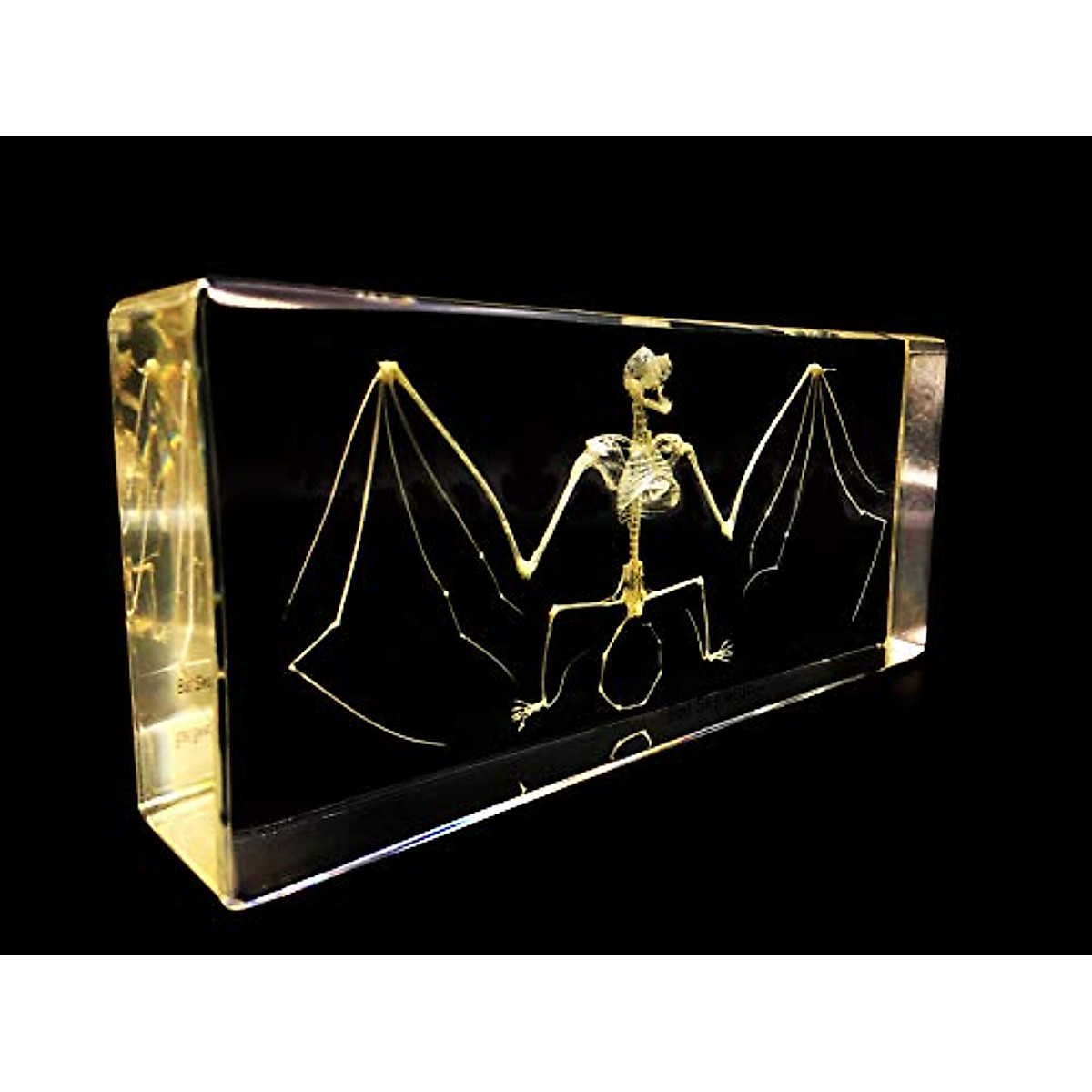 X-Large Taxidermy Real Bat Skeleton Specimens Science Classroom Specimen for Science Education（7.9x3.6x1.6 inch）