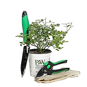 4.5 in. Quart OSO Easy Urban Legend Rose (Rosa) Live Plant, Red Flowers