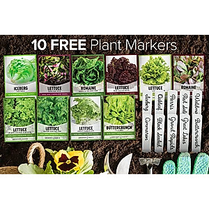 Salad Greens Lettuce Seeds Heirloom Vegetable Seed 23,000 Seeds for Planting Indoors and Outdoor 10 Packs - Buttercrunch, Romaine, Iceberg, (and More) Leaf and Head Variety Pack by Gardeners Basics