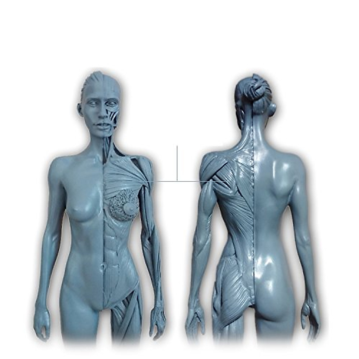 BONEW 27CM Height Female Anatomical Anatomy Skull Head Body Muscle Bone Model US Stock