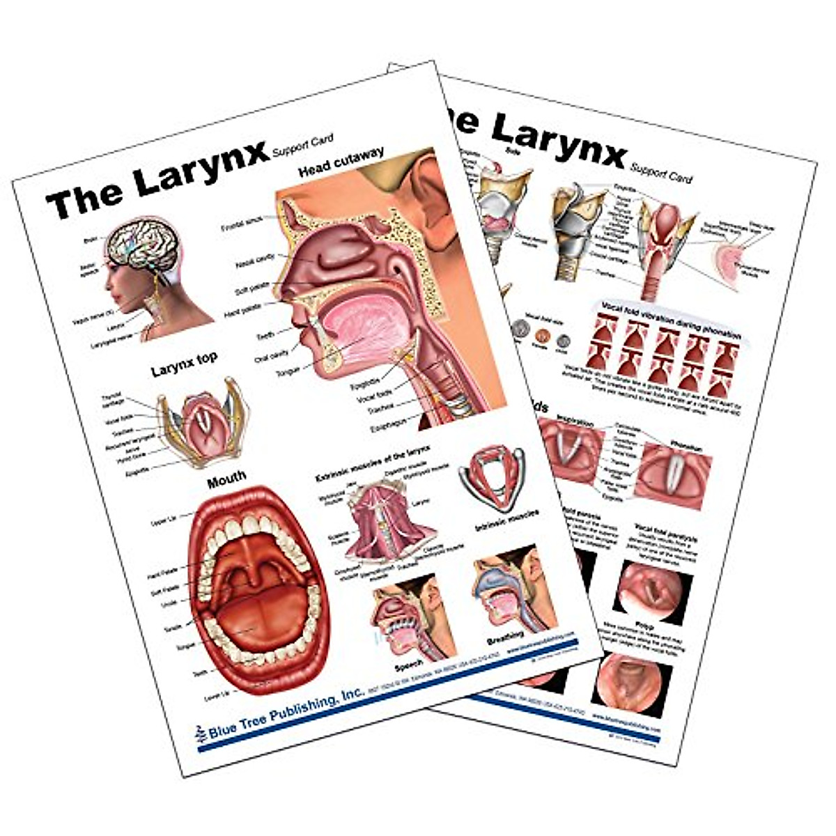 Larynx Anatomy Chart
