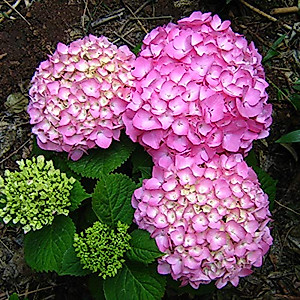 20+ Mixed Hydrangea Seeds Flowers Bush Plants Beautiful Smell Garden Decor Home Perennial