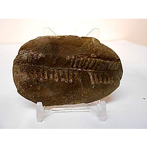 300 Million Yr Old Fern Fossil from Mazon Creek, Illinois w/Free Display Stand, Fact Sheet & 2nd Fossil