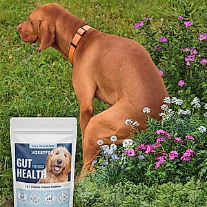 Green Lipped Mussel & Gut Health for Dogs of All Ages & Breeds