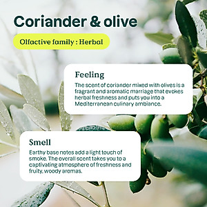 ATTITUDE Air Purifier, Activated Carbon Freshener, Odor Remover, Plant and Mineral-Based, Vegan, Coriander and Olive, 8 Ounces