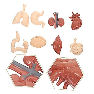 2 Sets Human Visceral Model Human Teaching Aid Human Torso Body Model Human Internal Organs Model Human Body Model Torso and Skeleton Models Anatomy Mannequin PVC Child Major Suite