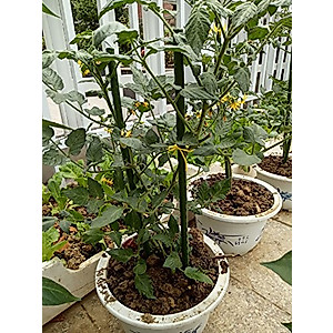 BTSD-home Garden Stakes 30 Inches Steel Plant Stakes Sturdy Tomato Stakes, Pack of 25
