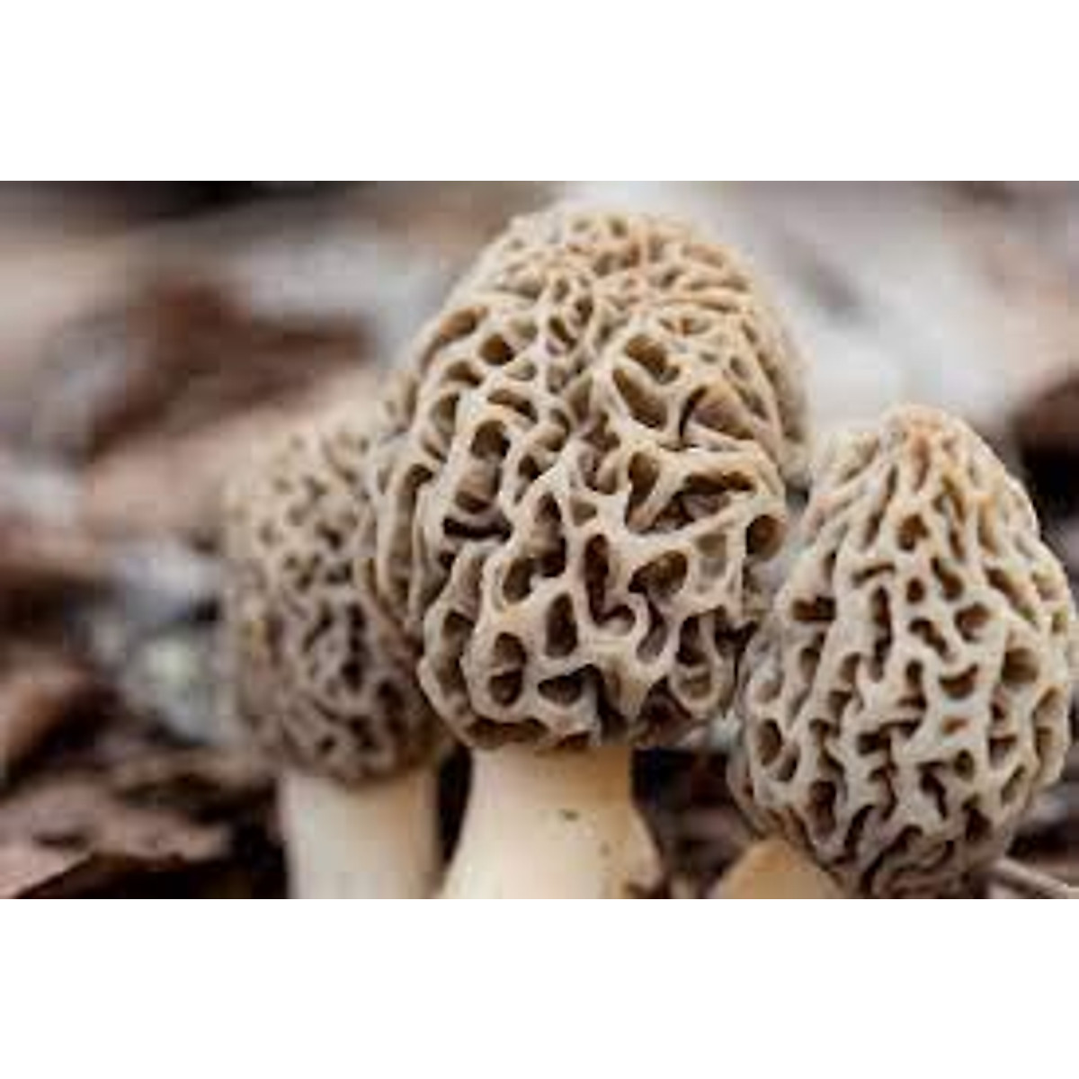 10 ml/cc White Morel Liquid Culture