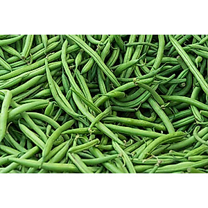 Burpee Stringless Green Bean Seeds for Planting, 50+ Heirloom Seeds Per Packet, (Isla's Garden Seeds), Non GMO Seeds, Botanical Name: Phaseolus vulgaris, 85% Germination Rates, Great Home Garden Gift