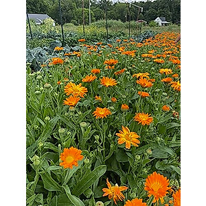 All Purpose Skin Salve by Everfield, For Dry Skin and Hand Relief, Soothing Calendula Herbal Balm (2 oz)