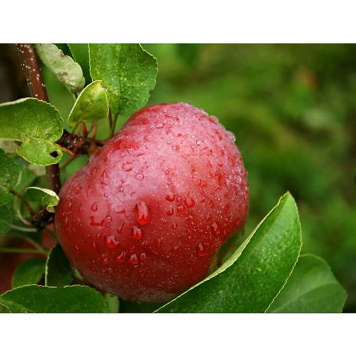 300Pcs|Apple Tree Seeds for Planting|Healthy，Sweet，Delicious（NOTSWOH）