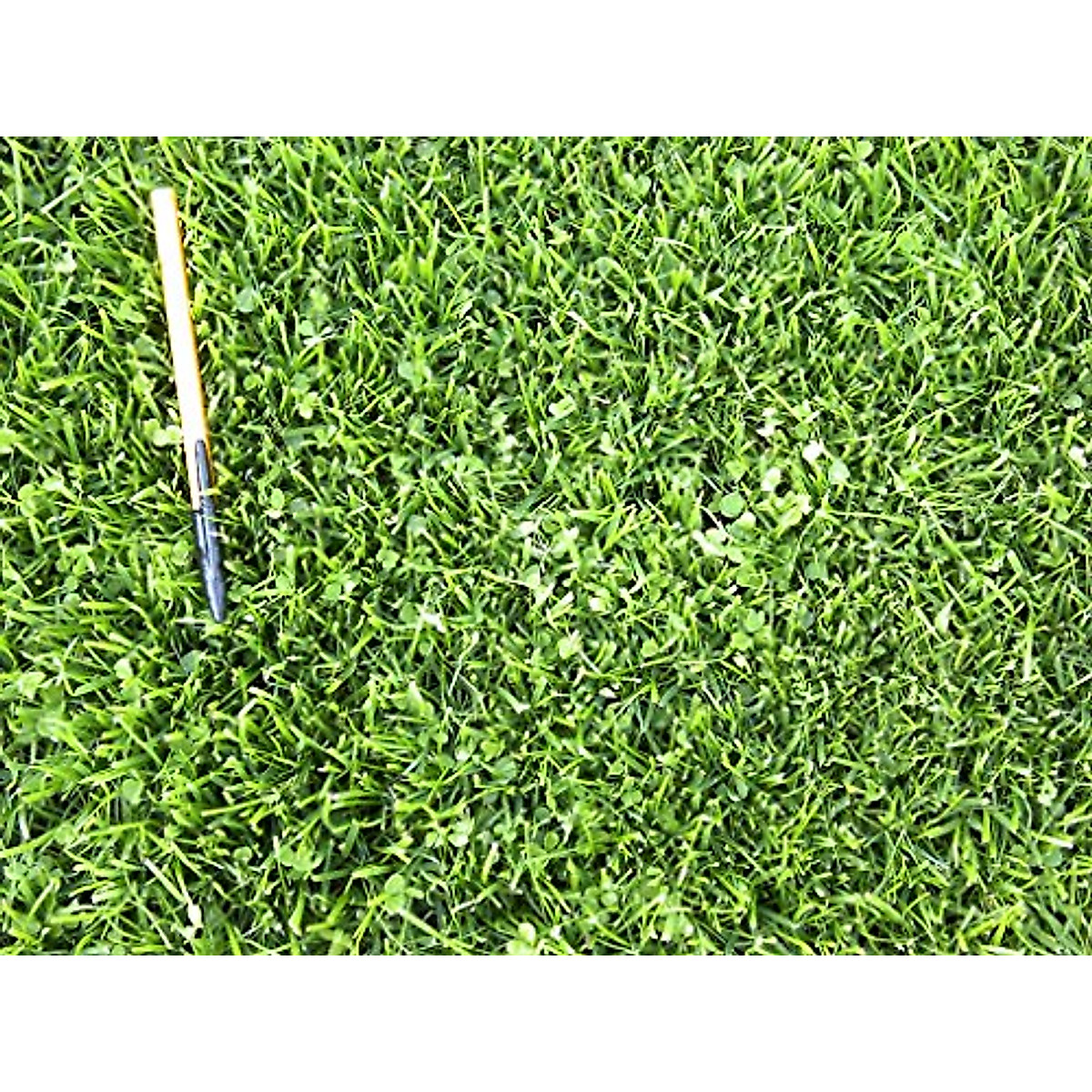 Microlawn Grass Seed & Microclover Mixture