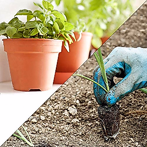 Mexican Seed Salsa Garden Collection | Basic Assortment | Grow Vegetables for Salsa, Hot Sauce, Pico De Gallo | 6 Non-GMO Vegetable Gardening Seed Packets: Jalapeno, Tomato, Cilantro, Onion, Chives, &