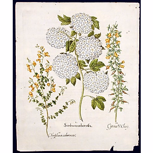 Sambucus arborrosea [Snowball viburnum]; Trifolium arborescens [Garden broom]; Cytisus V. Clusy [Low-growing alpine broom]