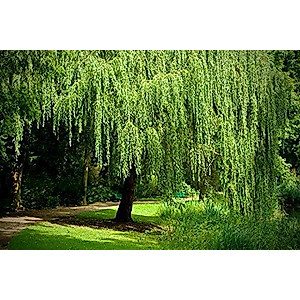 24 Weeping Willow Tree Cuttings - Beautiful Arching Canopy - Grow 24 Golden Weeping Willow Trees - Live Trees