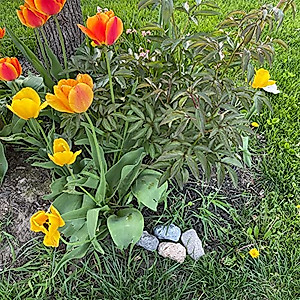 PANGAEA Key Hider Fake Rock, Weatherproof and Safe for Spare Keys, Real Look and Feel Stone, Garden, Outdoor, Geocaching (Type-B Black, 1 Pack)