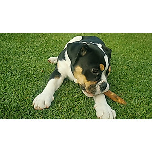 Wildfang® Olive Wood Dog Chew Puppy Teething Toys Dog Stick Toy-Long Lasting Natural Chew Toys for Dogs, Root Chews for Dogs, Wooden Dog Chew Stick, Tree Root Dog Bones, Wood Chew for All Dogs-Large