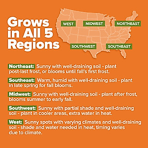 HOME GROWN Crackerjack Marigold Seeds | 4.25oz / 35,000 Flower Seeds Planting Outdoor | Large Bulk Pack | Non-GMO, High Germination, USA Sourced Wildflower Seeds | Companion Planting