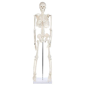Anatomy Lab Human Skeleton Model, 34" Mini Skeleton Replica Mounted to Base for Display, with Removable Skull Cap, Movable Arms and Legs, and Details of Human Bones