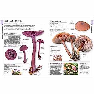 Mushrooms: How to Identify and Gather Wild Mushrooms and Other Fungi