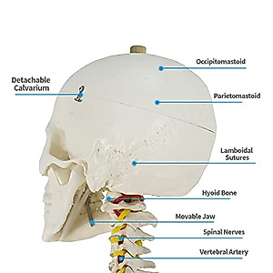 ZENY Life Size 70.8" Human Anatomical Anatomy Skeleton Model with Stand, Scientific Anatomy Human Body Model for Study
