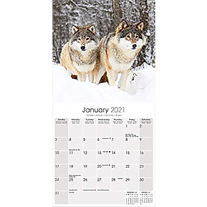 Wolf Calendar - Wolves Calendar - Calendars 2020 - 2021 Wall Calendars - Animal Calendar - Wolves 16 Month Wall Calendar by Avonside