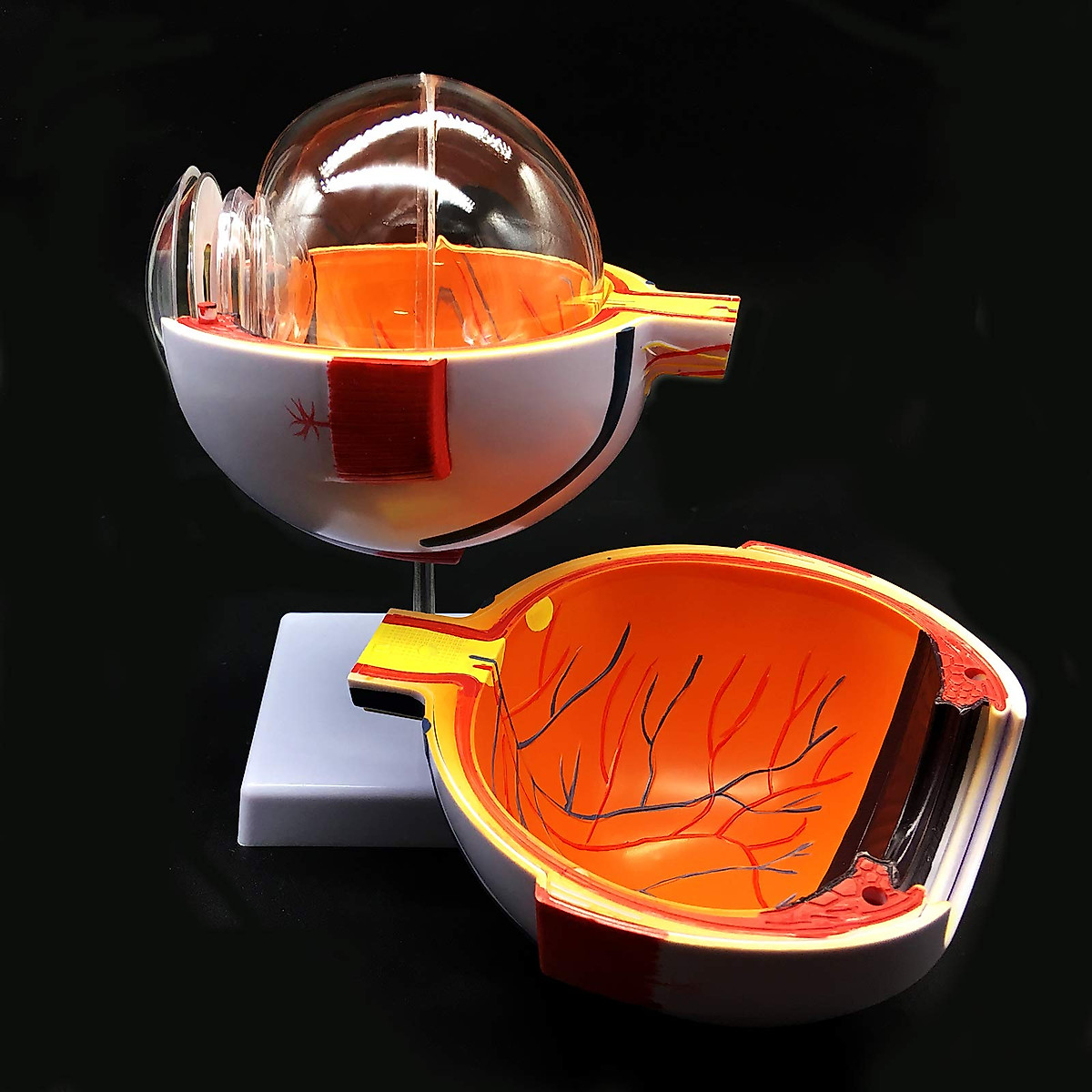 XINDAM 6X Enlarged Human Eye Anatomical Model,Anatomically Accurate Eye Model Human Eye Anatomy for Science Classroom Study Display Teaching Medical Model