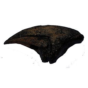 Acrocanthosaurus Dinosaur Toe Claw Fossil