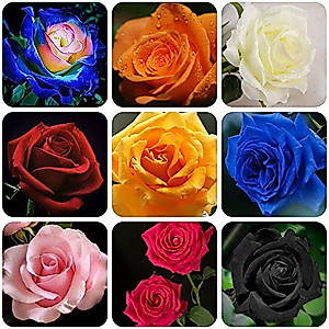 500+ Mixed Rare Rose Seeds Multicolored Flower Non-GMO Heirloom Garden Home for Planting to Grow