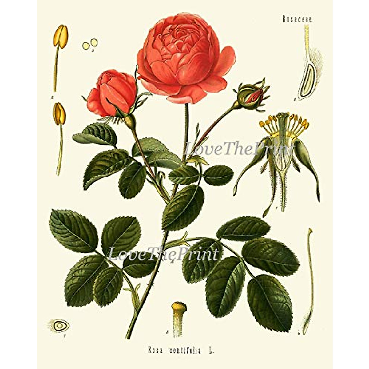 Botanical Flower Set of 4 Art Prints Antique Beautiful Red Rose Poppy Large Black Hollyhock Dandelion Spring Summer Garden Home Room Wall Decor Unframed KOH