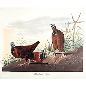 Blue-headed Pigeon. From"The Birds of America" (Amsterdam Edition)