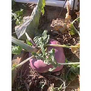 David's Garden Seeds Turnip Purple Top White Globe FBA-7735 (Multi) 200 Non-GMO, Heirloom Seeds