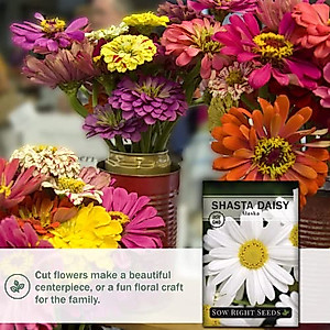 Sow Right Seeds - Shasta Daisy Flower Seeds for Planting, Beautiful Flowers to Plant in Your Garden; Non-GMO Heirloom Seeds; Wonderful Gardening Gifts (4)