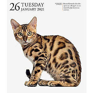 Cat Page-A-Day Gallery Calendar 2021