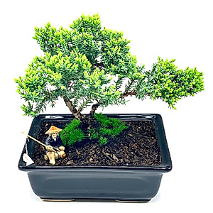 Live Dwarf Juniper Bonsai Tree About 6 Years Old with Cute Ceramic Fisherman | Juniper or Jade Bonsai Tree | Indoor/Outdoor | 100% Handcrafted| Home and Office Décor | Best Gift for Holiday
