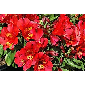 10+ Mix Canna Lily Seeds Peruvian Dr Salters Flower Flowers