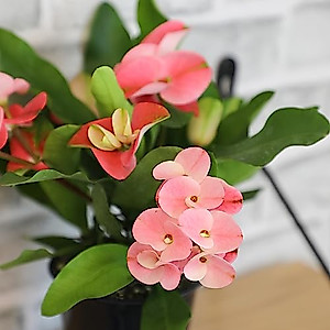 Euphorbia Crown of Thorns Plant Decor, Perennial Plants Ready to Plant, Cactus Plants Live Houseplants, Outdoor Plants Live House Plants Live Plants Indoor Plants Live Houseplants by Plants for Pets