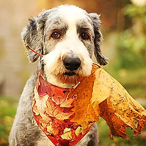 Fall Dog Cat Bandana, Thanksgiving Harvest Pumpkin and Maple Pattern for Large Medium Small Puppies Pets