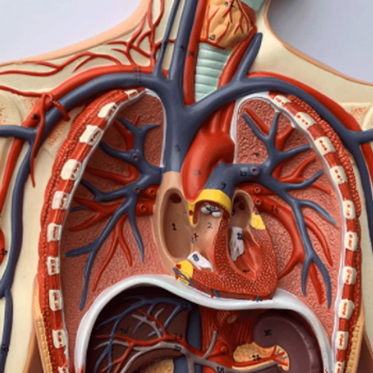 Model Teaching Model Human Circulatory System Model Whole Body Internal Organs Anatomy Model Cardiovascular Demonstration Model for Teaching
