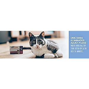 PetArmor CAPACTION (nitenpyram) Oral Flea Treatment for Cats, Fast Acting Tablets Start Killing Fleas in 30 Minutes, Cats 2-25 lbs, 6 Doses