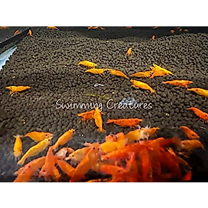 Swimming Creatures 10 Orange Sunkist Neocaridina Freshwater Aquarium Shrimp. Live Arrival Guarantee.