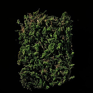 A'ddict Solid Perfume - Oak Moss 501, Mossy & Earthy, Patchouli Scent for Men and Women, 1.01 fl.oz / 30ml, Alcohol-Free, Perfect for Travel