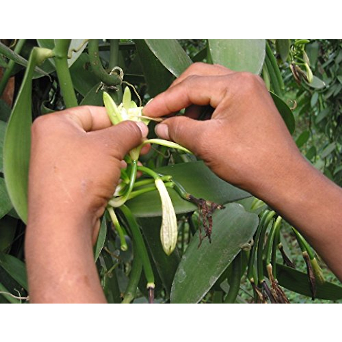 Bakto Flavors 8 oz. Madagascar Pure Vanilla Extract. 3 Bottles.