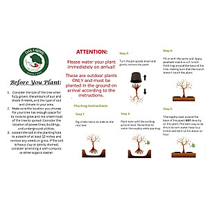 Fuji Apple Tree - Grow Fresh Fruit - Live Plant Shipped 3 Feet Tall by DAS Farms