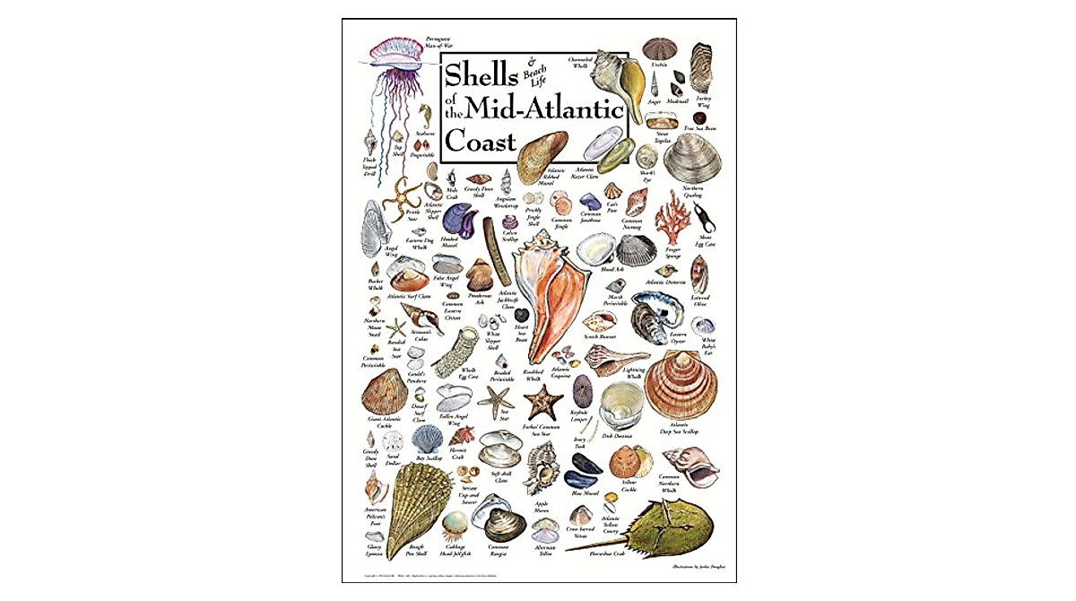 Earth Sky + Water Shells Poster of Mid-Atlantic Coast | Museum Quality