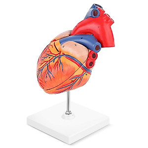 SKUMOD 1:1 Human Heart Model, 2-Part Life Size Accurate Numbered Heart Shows 48 Anatomical Internal Structures Medical Heart Model