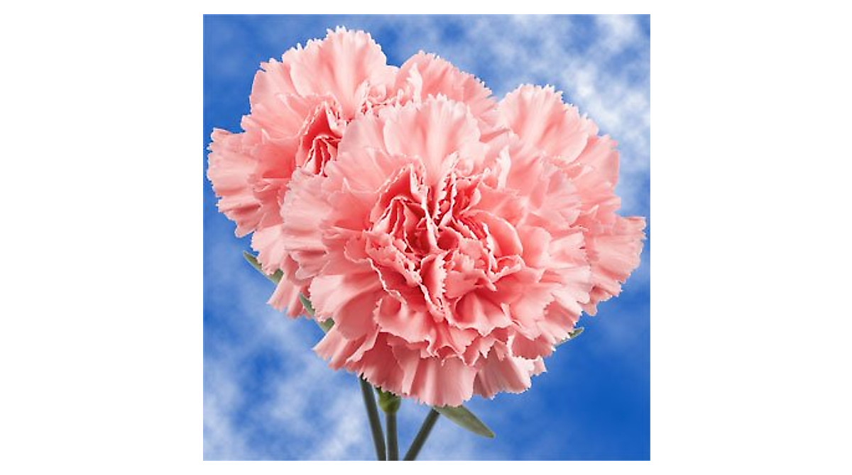 GlobalRose 100 Claveles Rosado - Fresh Flower Delivery